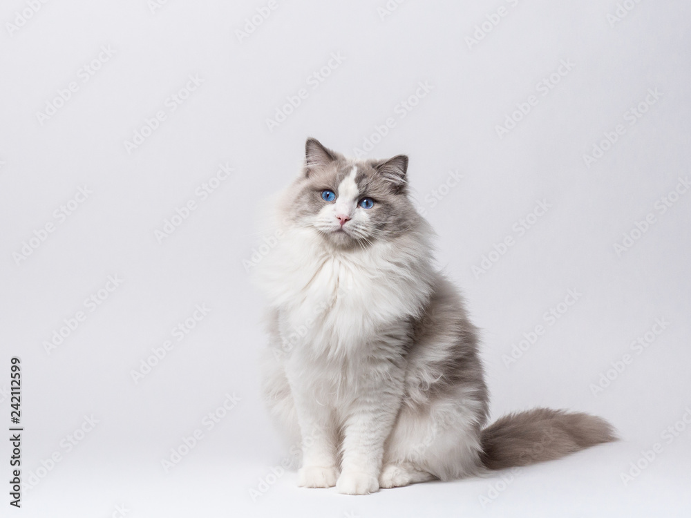 A beautiful male blue bicolor Ragdoll purebreed cat on a white ...