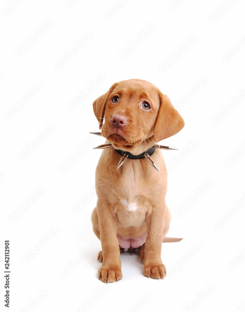 fox red labrador puppy wearing a spikey collar sitting facing forward ...