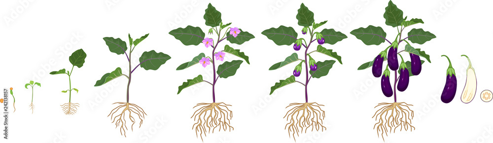 Life cycle of eggplant with root system. Growth stages from seeding to ...