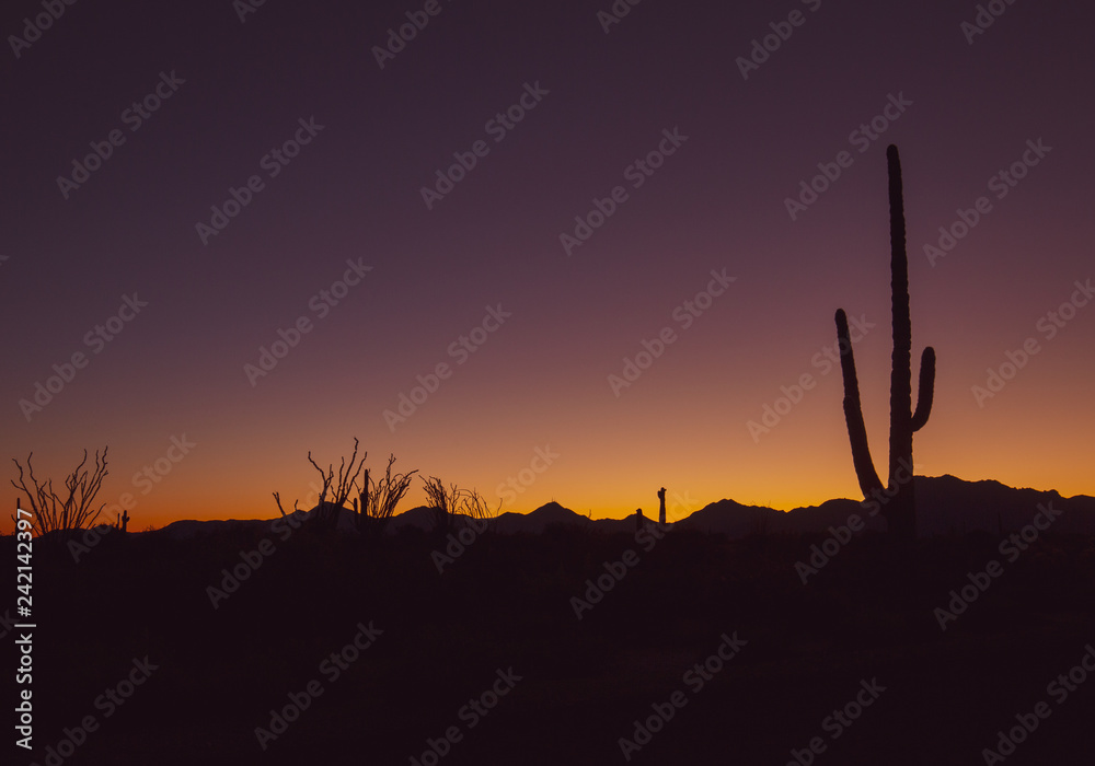 Arizona deserts are home to many different types of cacti. Silhouettes ...