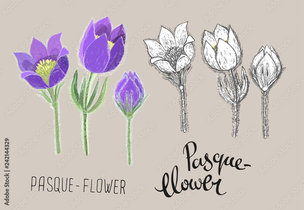 Vettoriale Stock Hand drawn pasque flowers isolated on beige background ...