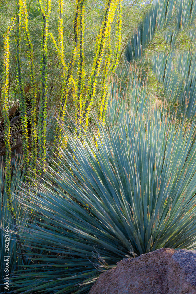 Unique Desert Plants