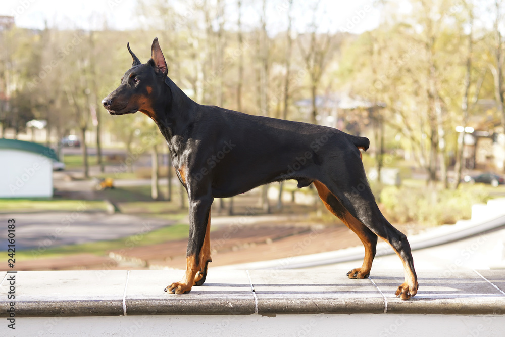 Doberman Undocked Tail