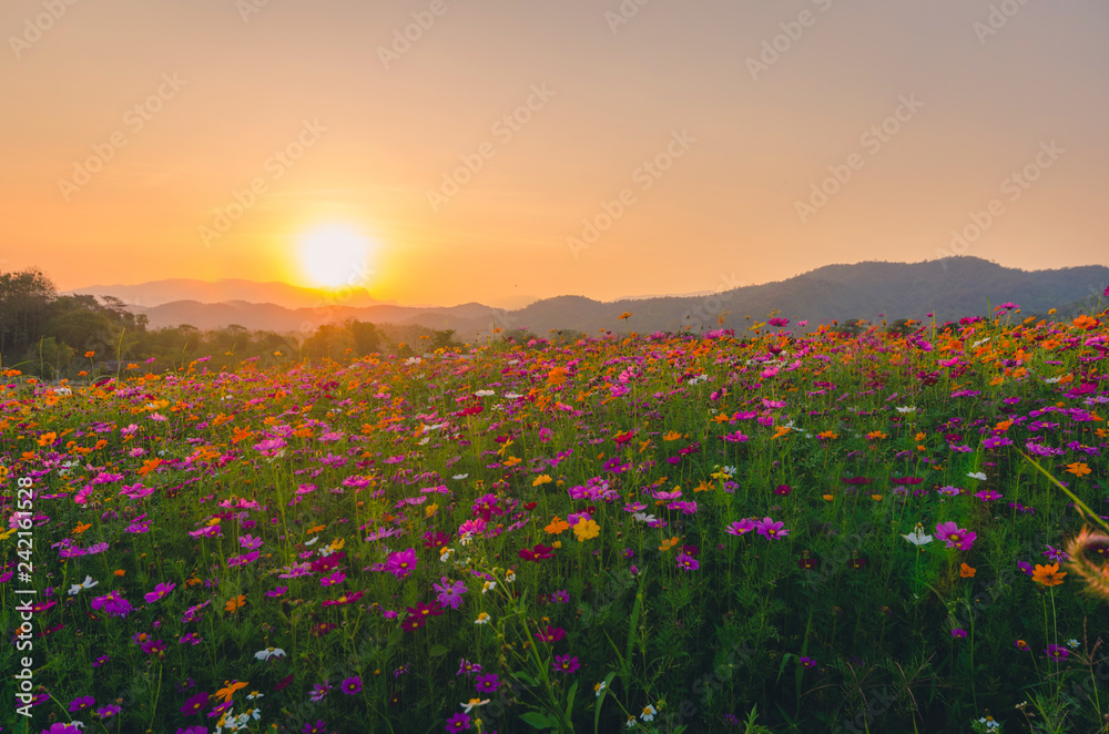 Nature Flowers Field