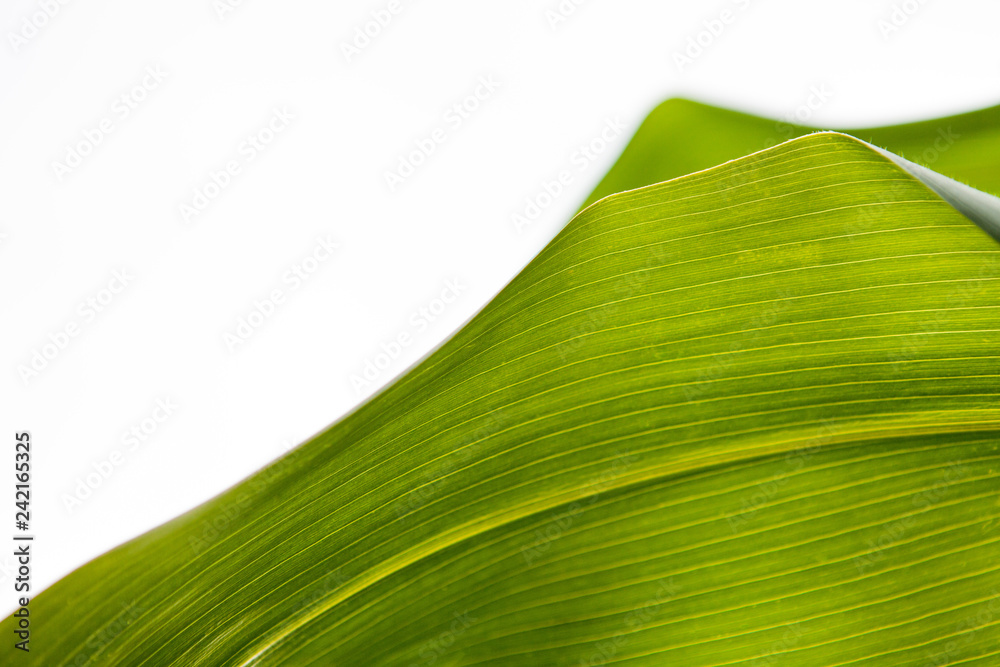 Corn leaf texture background Stock Photo | Adobe Stock