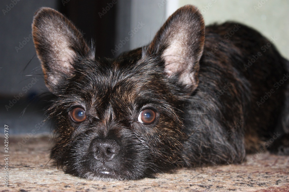 Dog, Black dog face, Sad dog (close up) Stock Photo | Adobe Stock