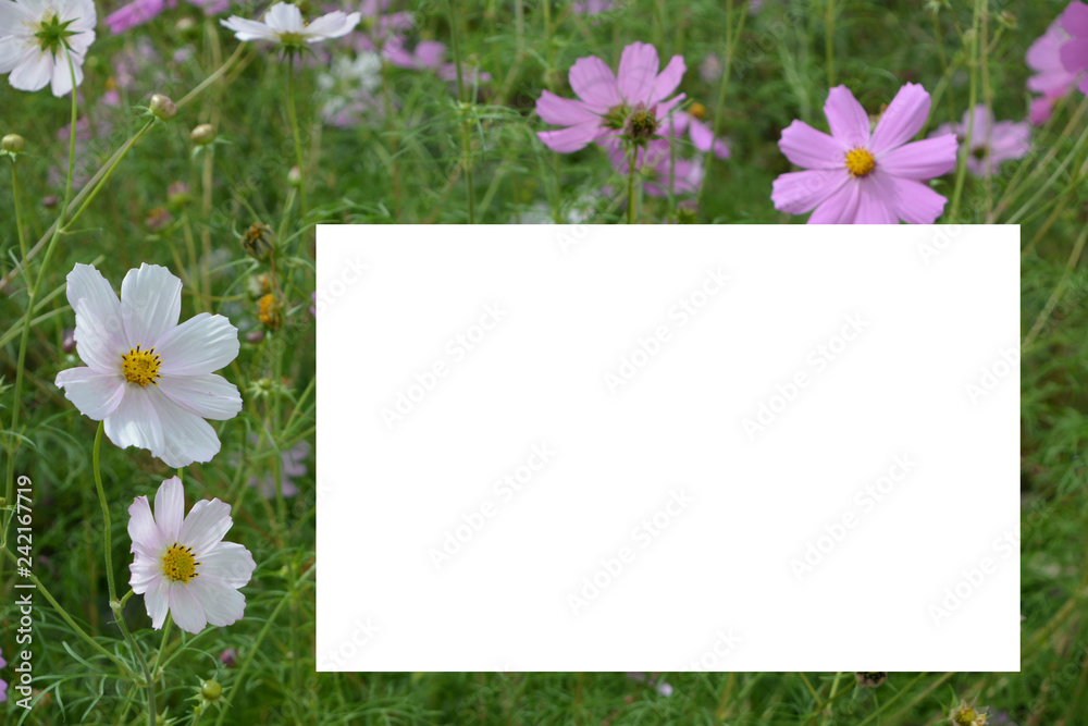 Beautiful rectangular frame with colored daisies (Cosmea). Summer ...