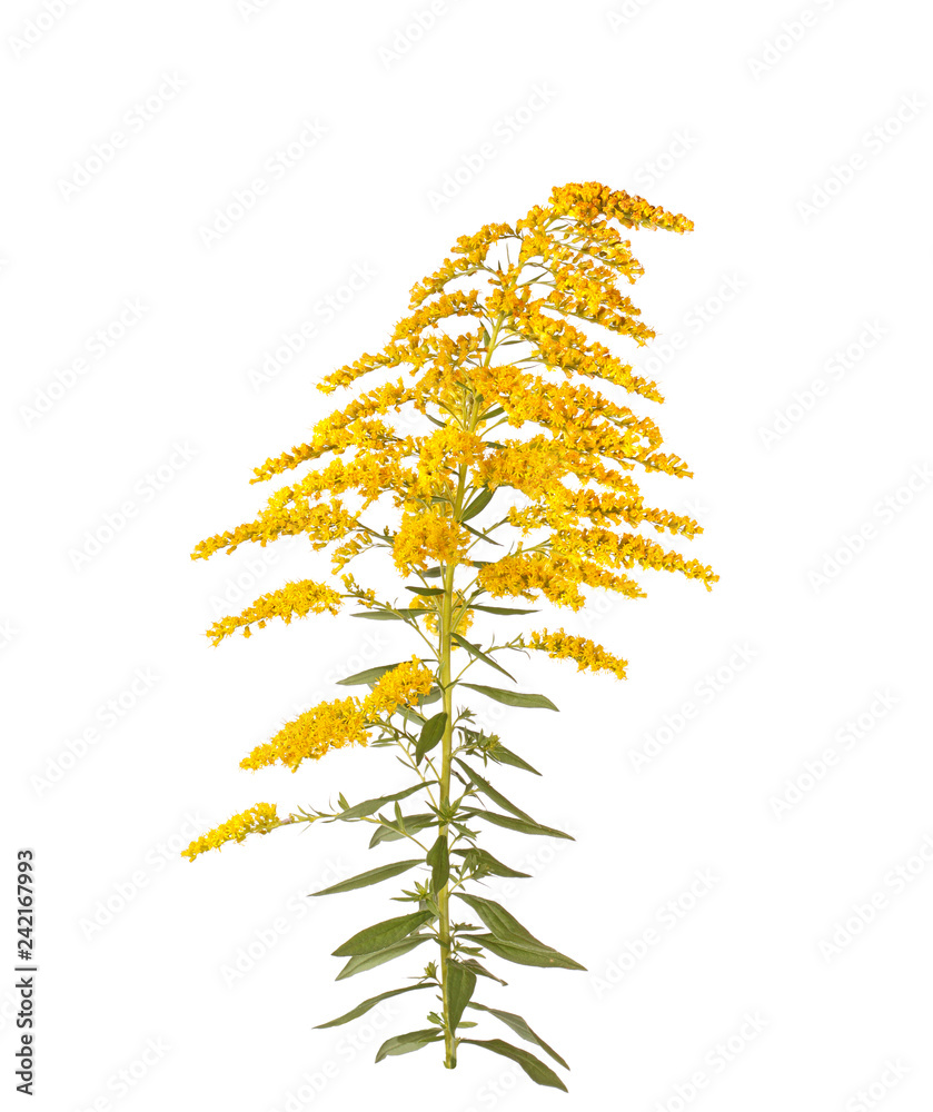 Stem of goldenrod isolated on white Stock Photo | Adobe Stock