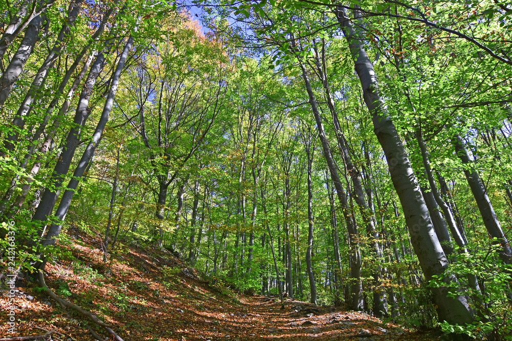 Deciduous Forest Autumn