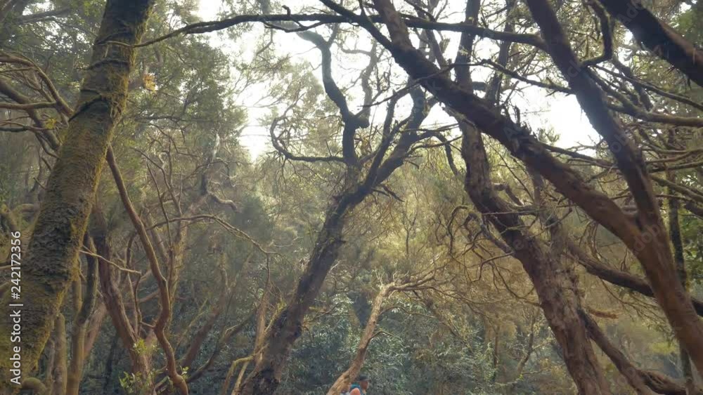 Tree branches arched over a path. Walking down a tree lined wooden path ...