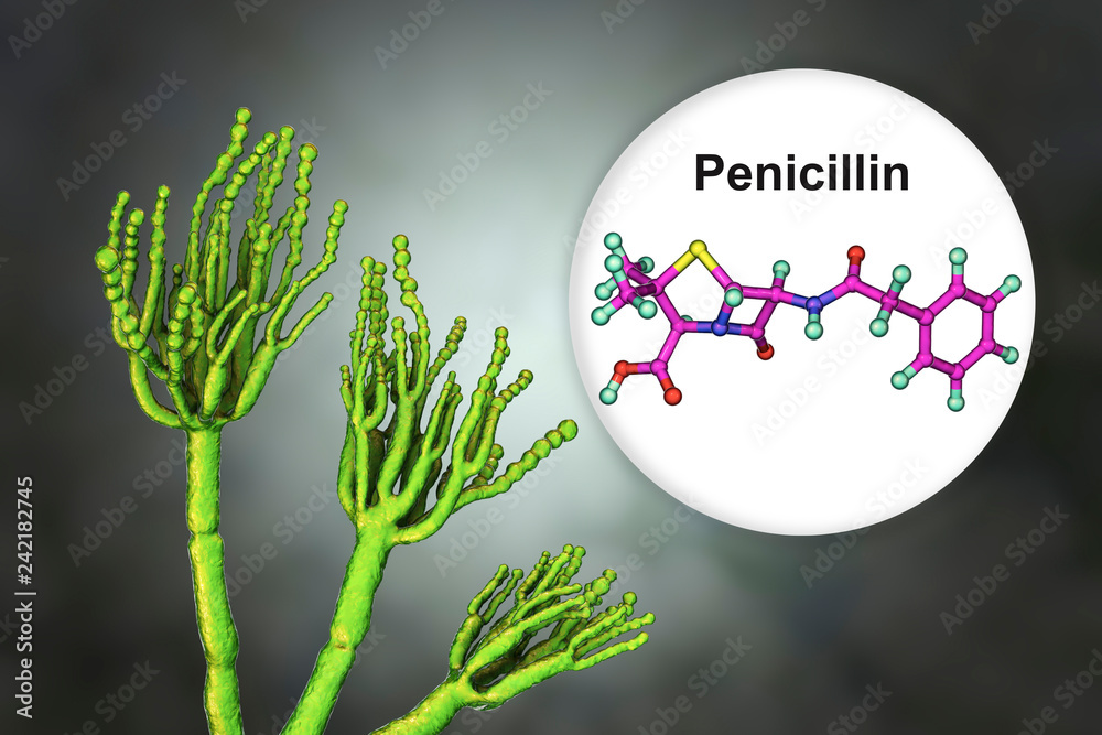 Fungi Penicillium producing penicillin antibiotic, 3D illustration ...