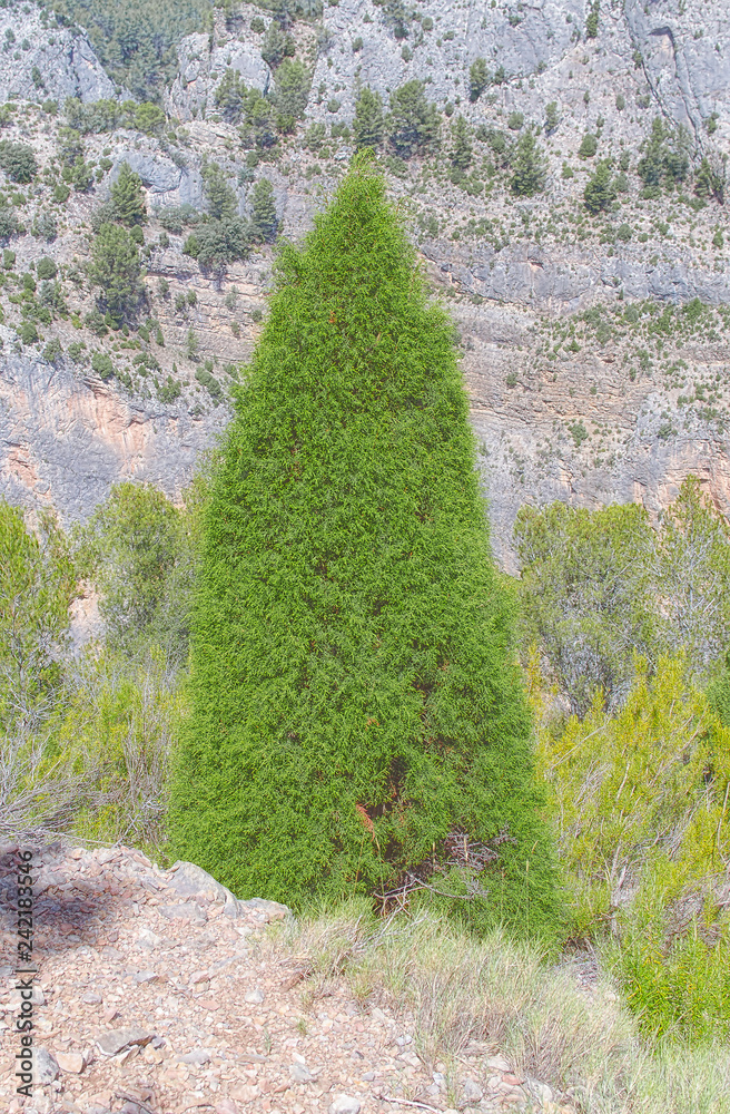 Juniperus thurifera. Young specimen of spanish juniper tree. Leaves of ...