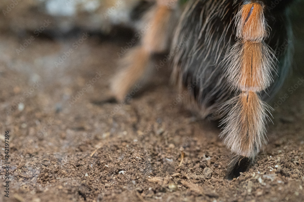 tarantul paws closeup Stock Photo | Adobe Stock