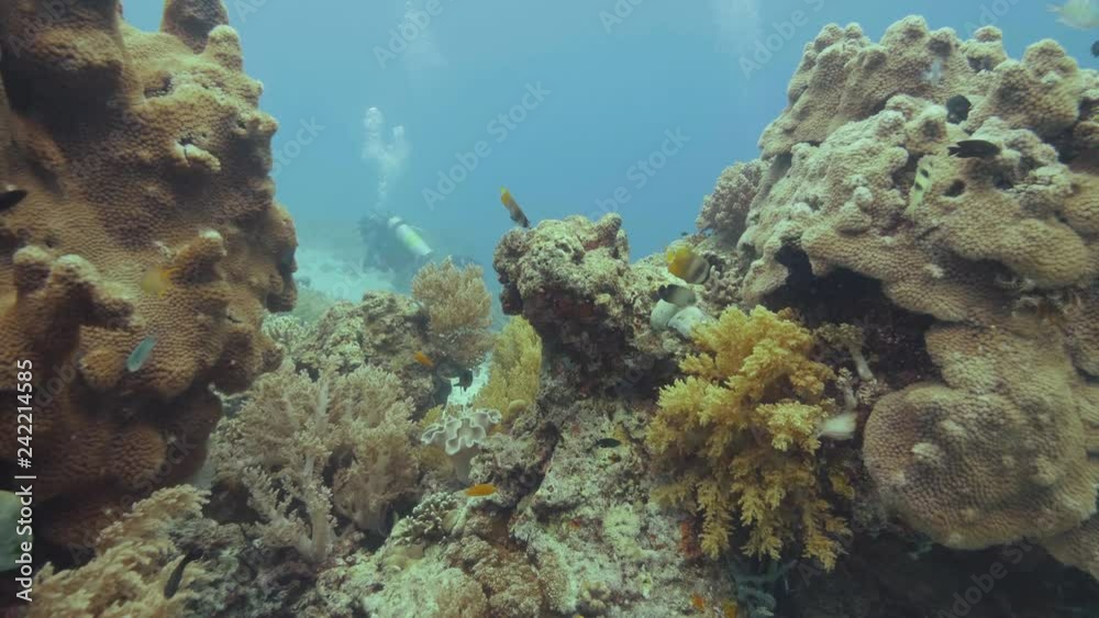 Tropical fish swimming over colorful coral reef in sea. Scuba divers ...