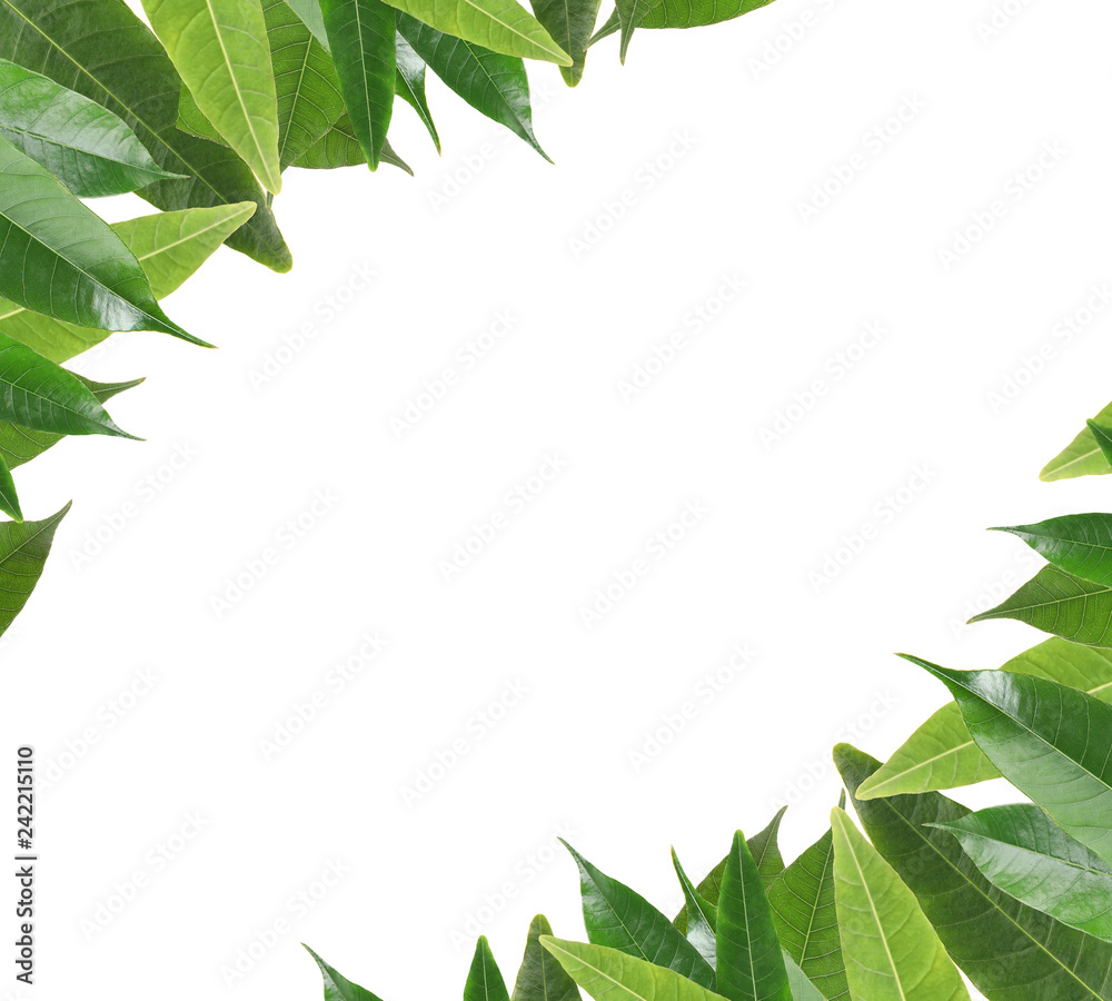 Mango Leaves Border