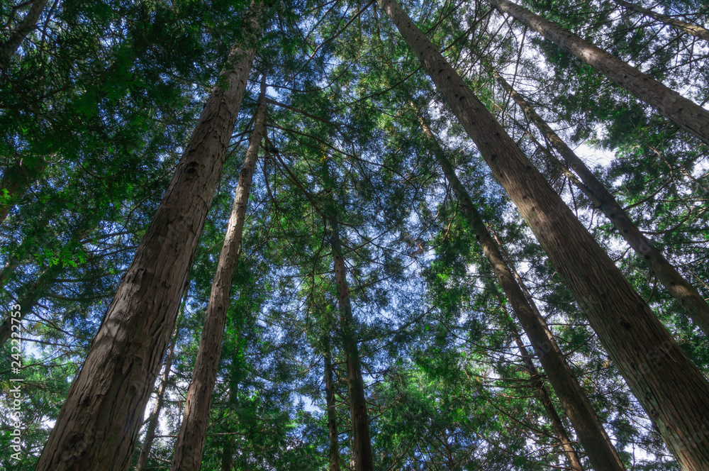Conifer tree trunks in the Mitarai ravine Nara,Japan. Stock Photo ...