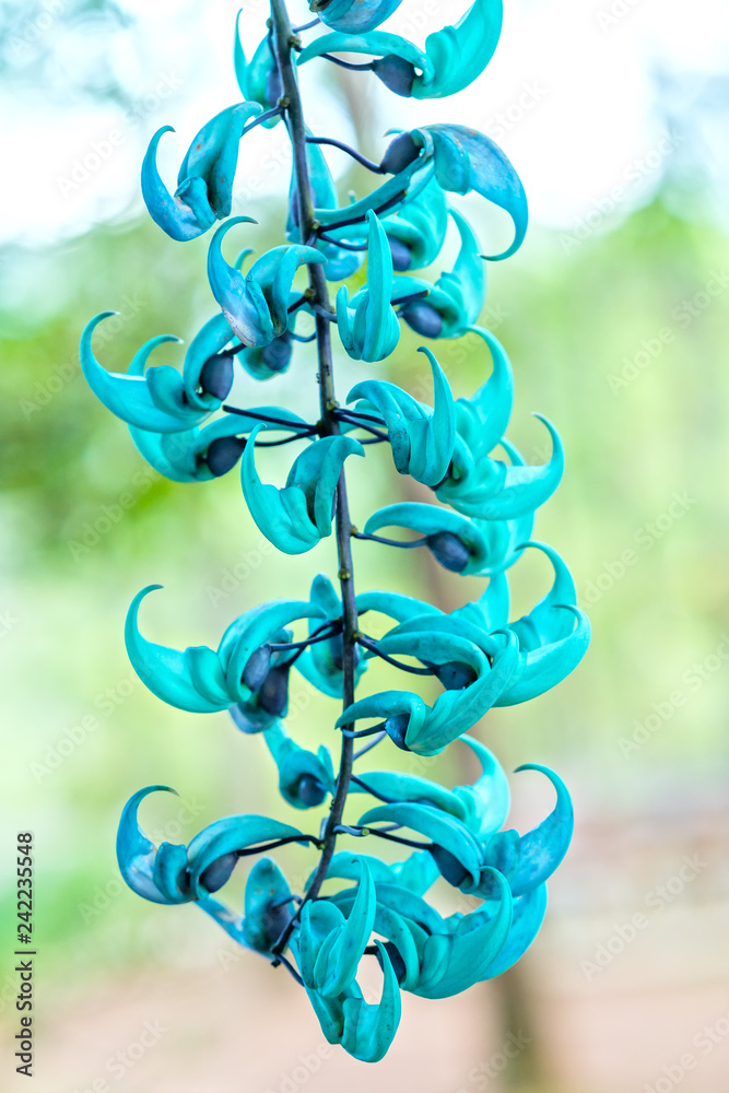 Foto de Strongylodon macrobotrys/ Jade Vine bloom as beautiful tiger ...