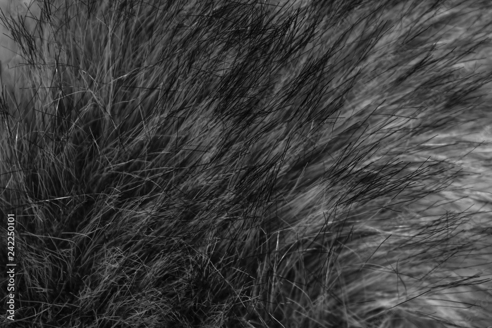 dark, long wool with white top texture background, dark natural wool ...