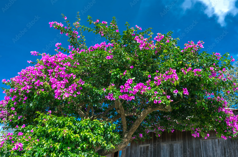 Bougainvillea tree colorful purple blooms under the bright morning sun ...
