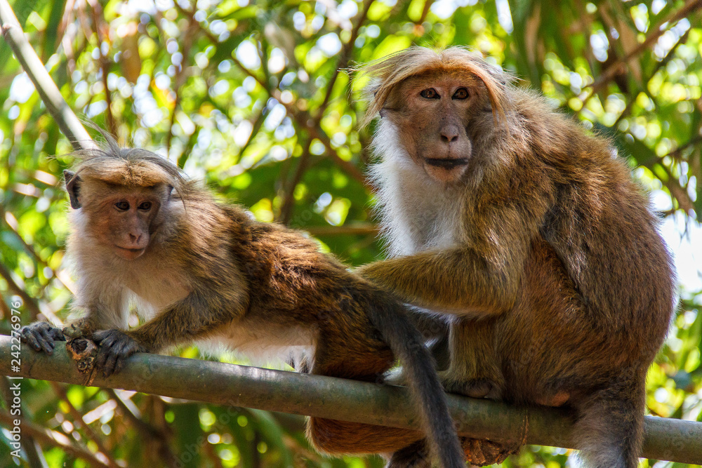Toque macaque monkeys grooming at Royal Botanical Gardens, Peradeniya ...