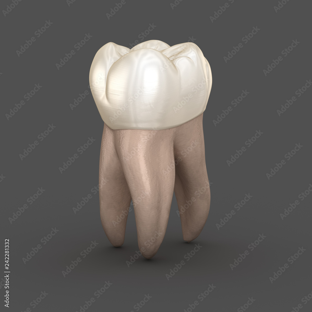 Dental anatomy - First maxillary molar tooth. Medically accurate dental ...