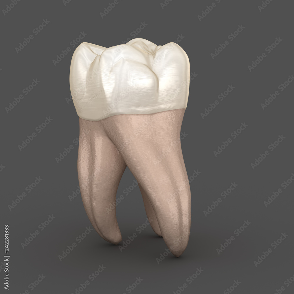 Dental anatomy - First maxillary molar tooth. Medically accurate dental ...