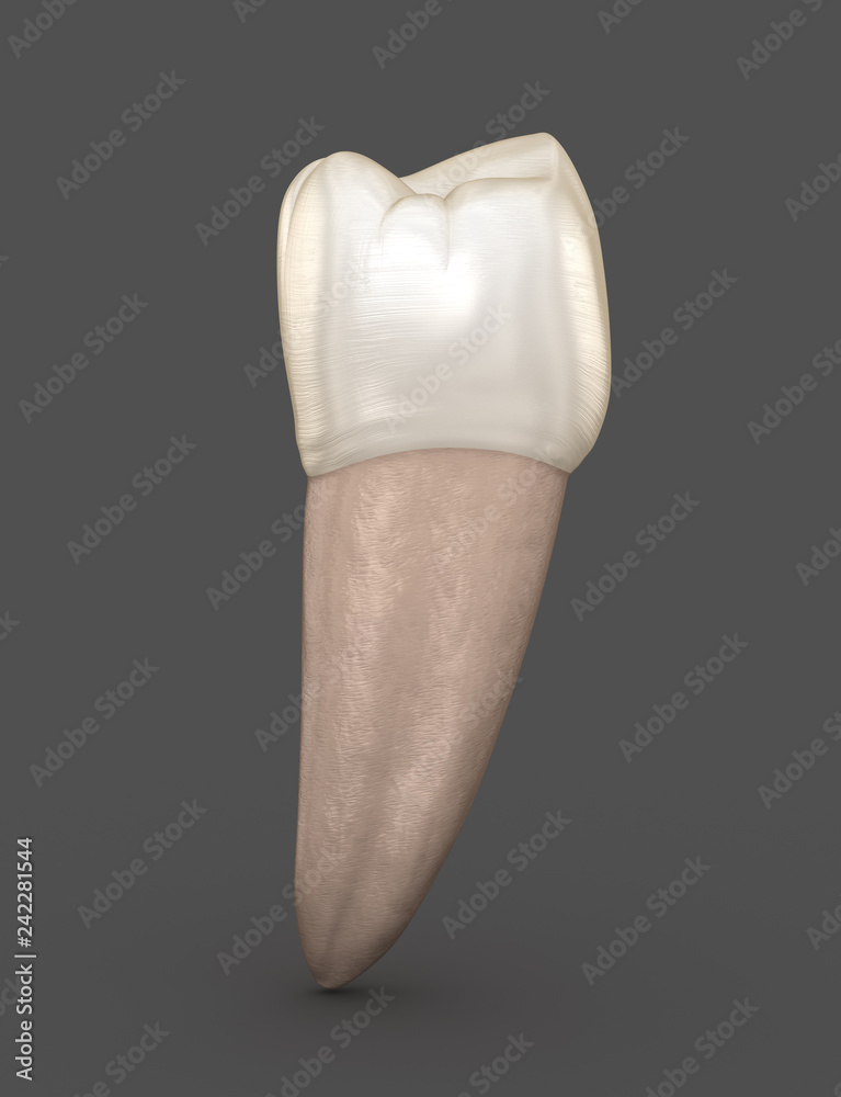 Dental anatomy - Mandibular Second premolar tooth. Medically accurate ...