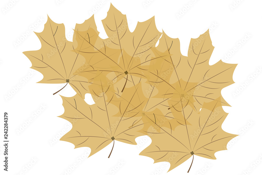 Hojas secas sobre fondo blanco. Stock Vector | Adobe Stock