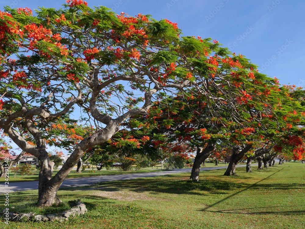 Row of flame trees with blooming fiery red flowers across from the ...