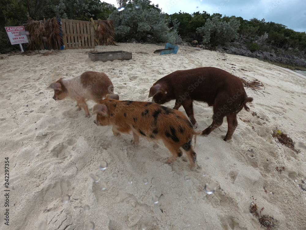 The popular swimming pigs of Major Cays in the Bahamas walk on the ...