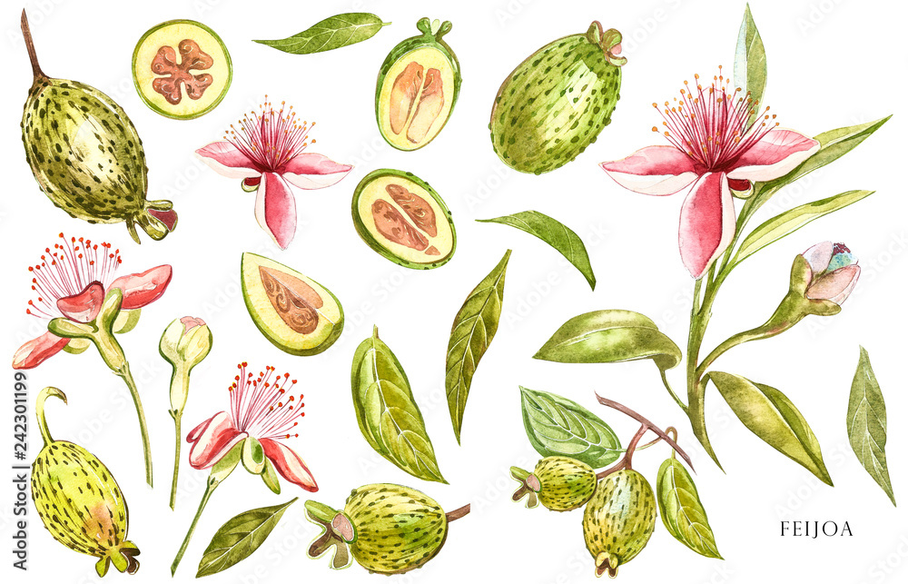 Watercolor illustration feijoa plant. Hand drawn watercolor painting on ...