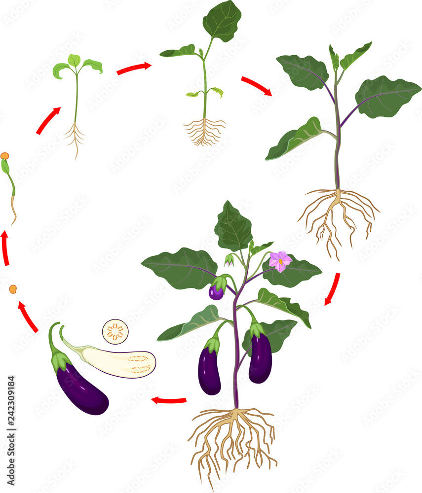 Life cycle of eggplant with root system. Growth stages from seeding to ...