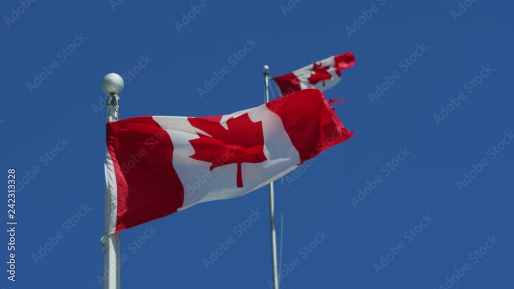 Canadian flags waving in the wind Stock Video | Adobe Stock