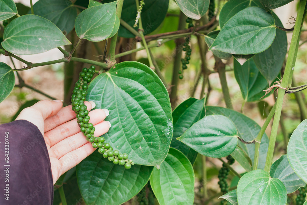 Piper nigrum fresh green pepper seed from tree on hand Stock Photo ...