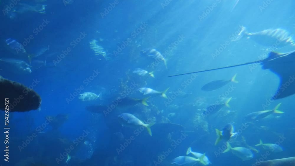 Different fishes and a ray fish swimming in the water. Stock ビデオ ...