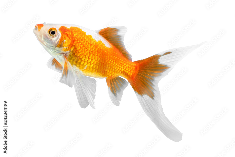 White And Orange Goldfish
