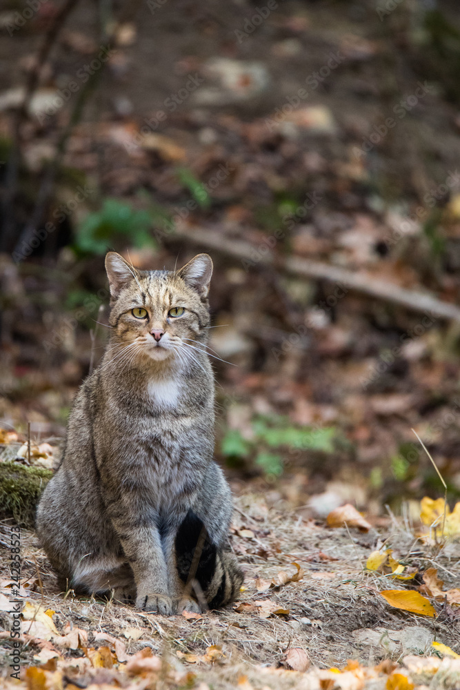 Wildcat Stock Photo | Adobe Stock