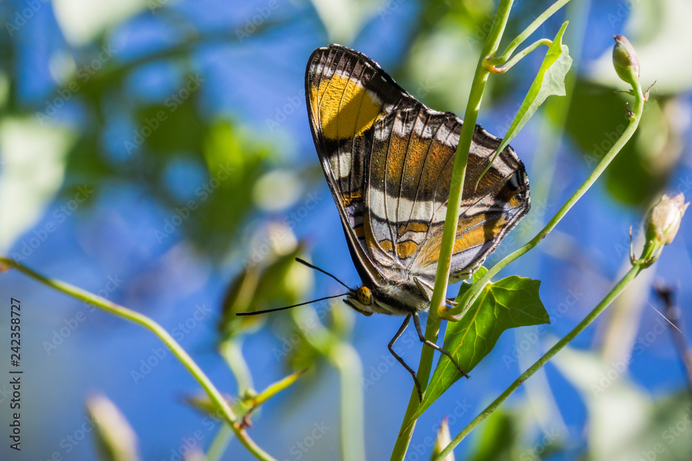 California sister butterfly (Adelpha californica) resting with its ...