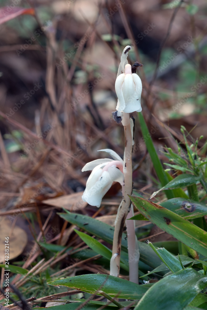Monotropa uniflora, also known as ghost plant (or ghost pipe), Indian ...