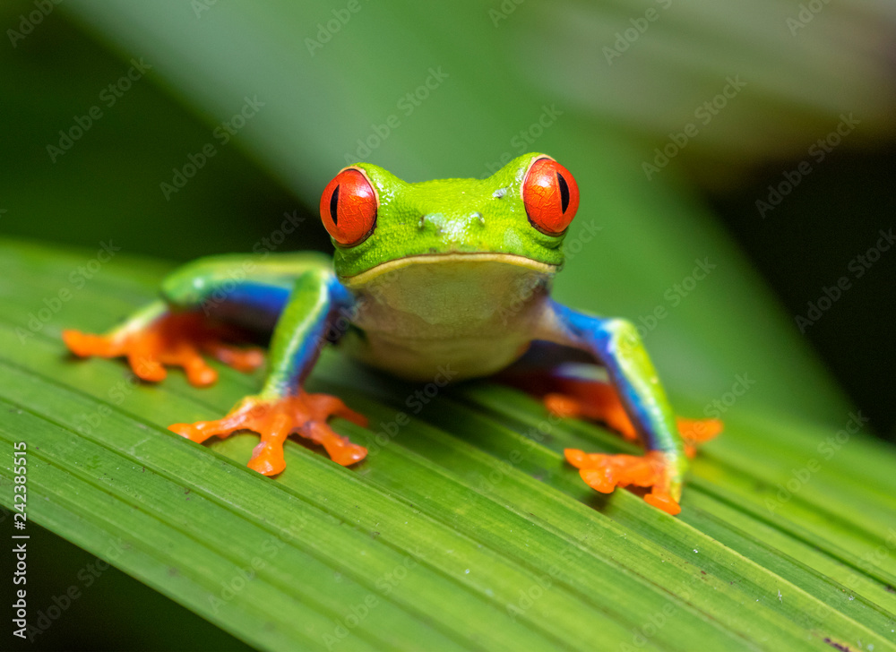 Agalychnis Callidryas