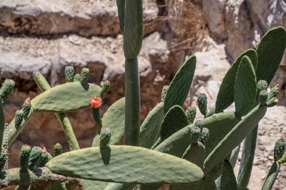 Foto de Sabra cactus plant, named after Israeli person, located in ...