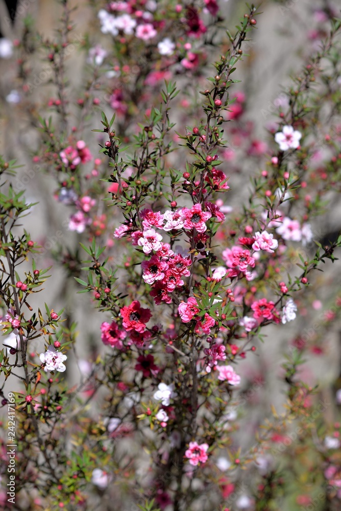 Manuka Tea-tree、Broom Teatree.(Leptospermum scoparium J. R. Forst. et G ...