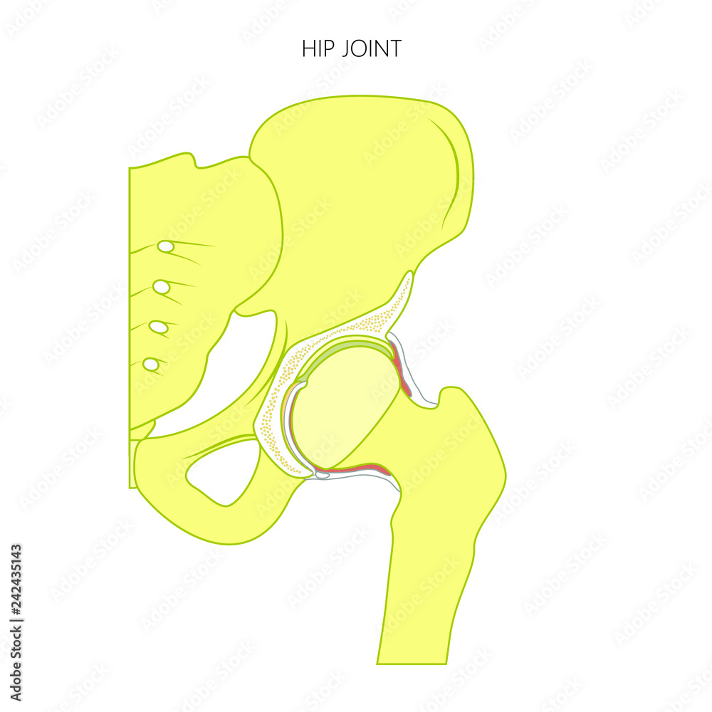 Vector illustration anatomy of a healthy human hip joint isolated on ...