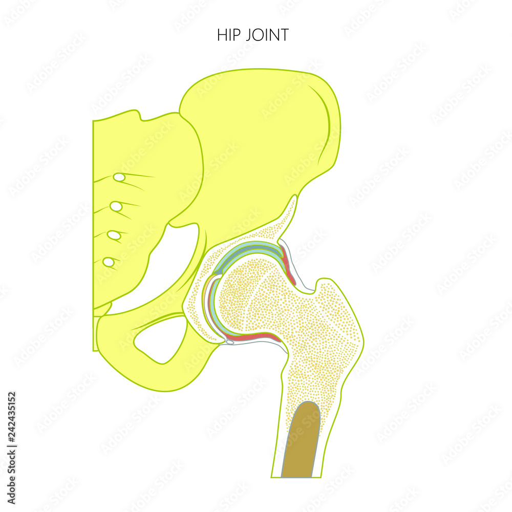 Vector illustration anatomy of a healthy human hip joint isolated on ...