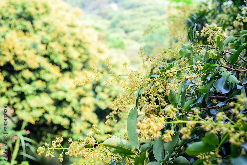Lychee Flower