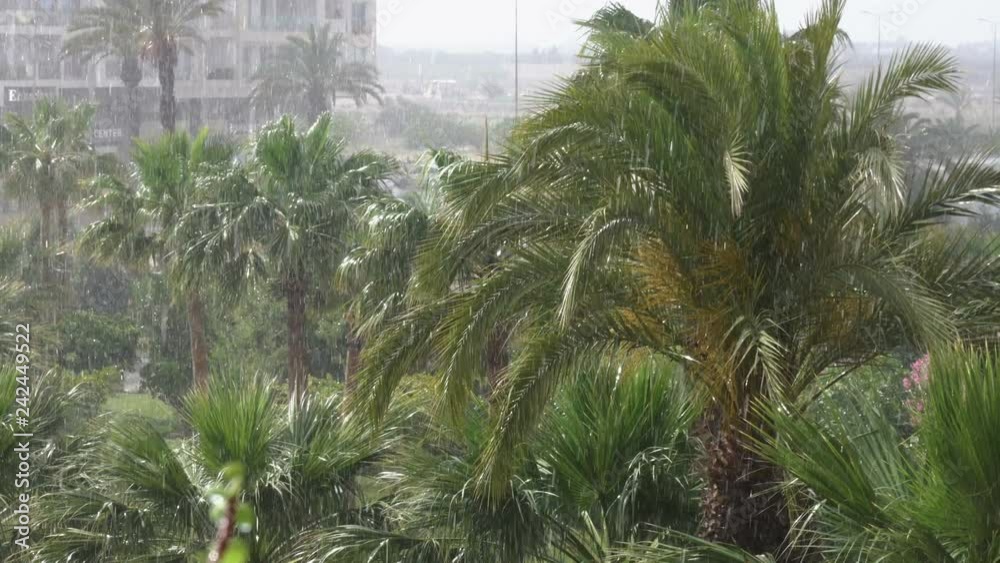 Tropical wind and rain drops falling on the green palm tree leaves ...