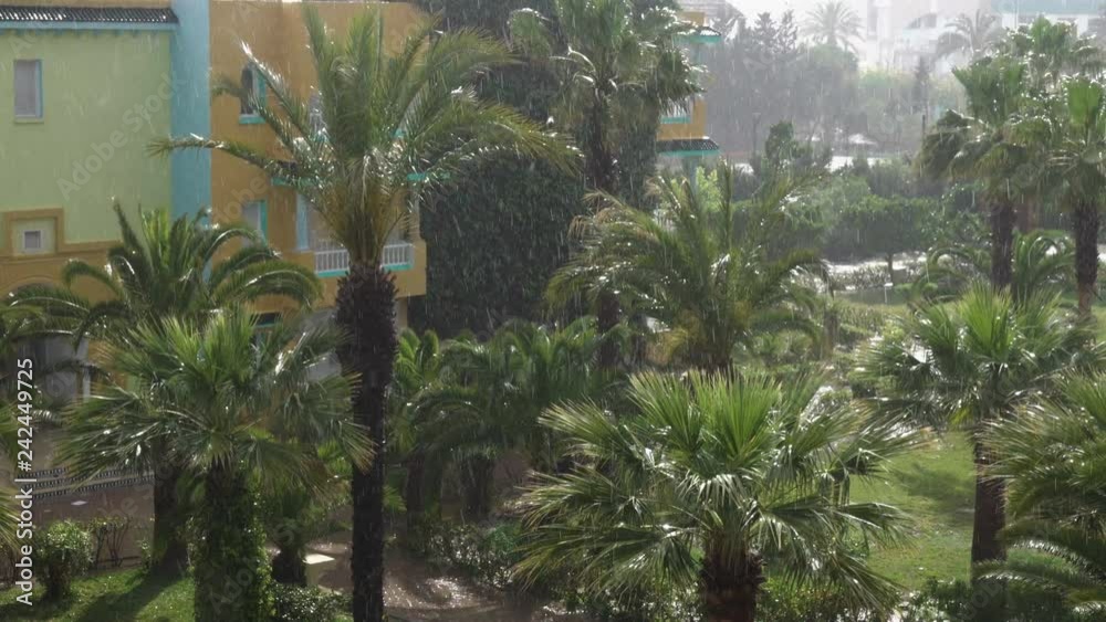 Tropical wind and rain drops falling on the green palm tree leaves ...