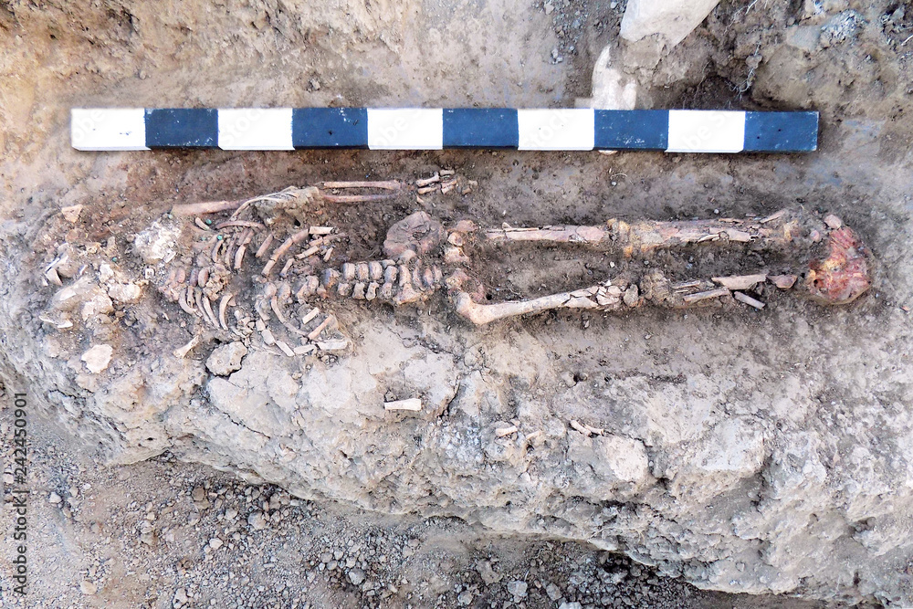 Archaeological excavations. Human remains (bones of skeleton and skull ...