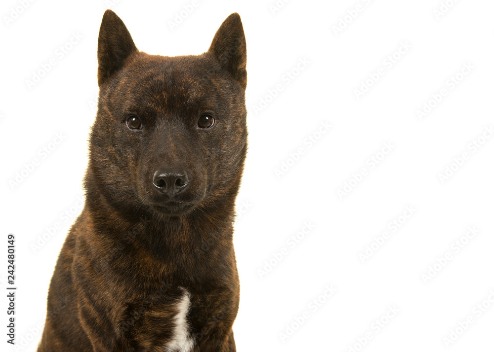 Portrait of a male Kai Ken dog the national japanese breed looking at ...
