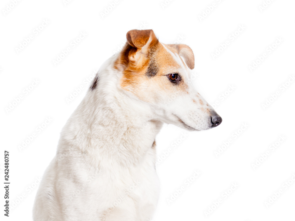 short haired scotch collie side view profile isolated on white Stock ...